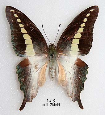 Papua Insects Foundation (Lepidoptera/Papilionidae/Graphium codrus)